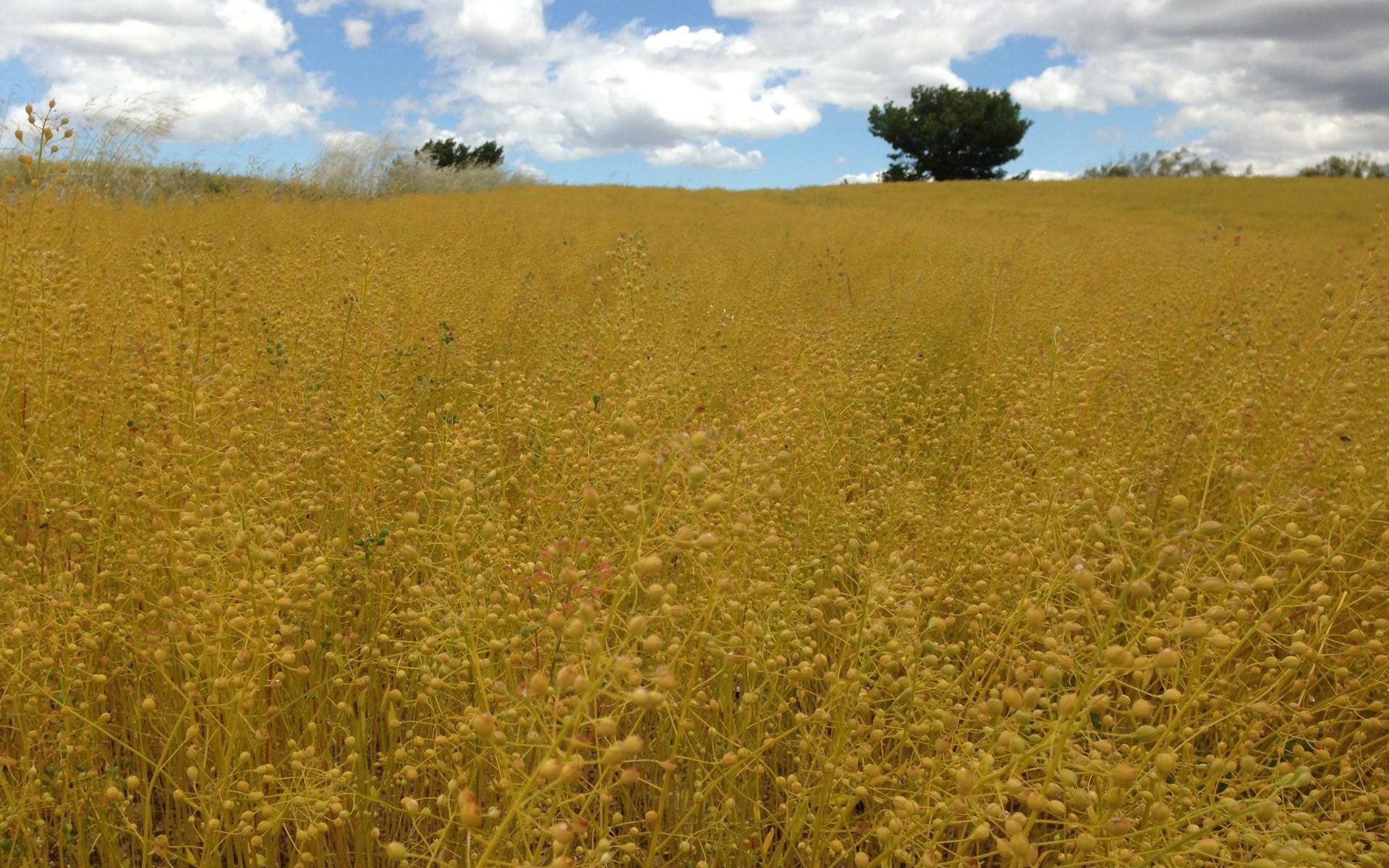 SCOPE report on bio-energy - Agro & Chemistry