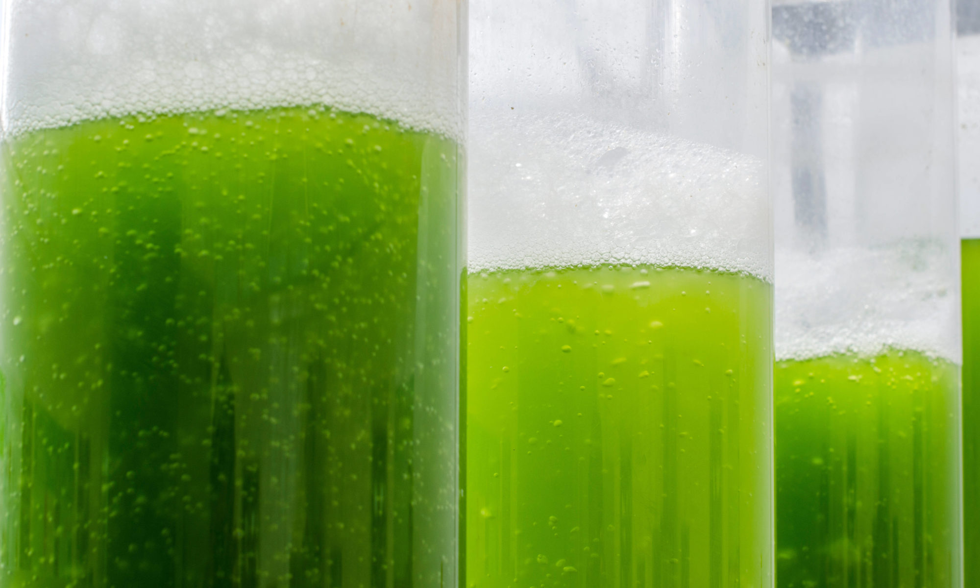 Panning for Green Gold, a film about algae - Agro & Chemistry