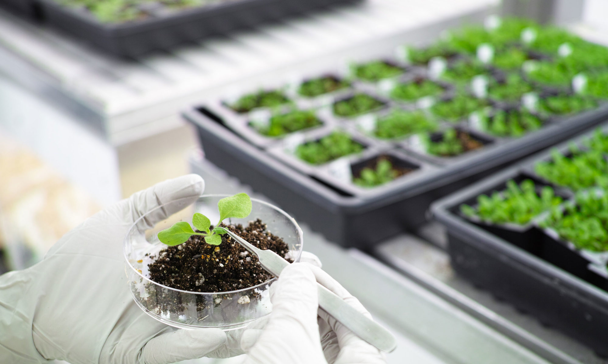 Bio-based solutions for a reliable supply chain for medicines - Agro ...