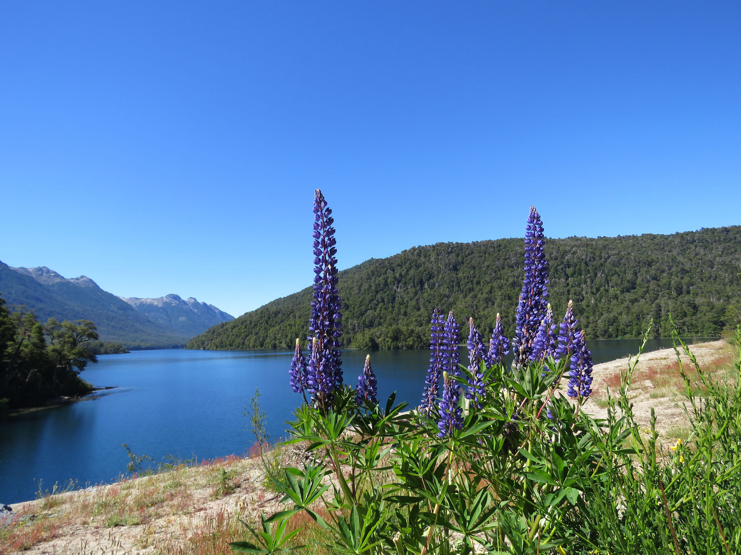 High yields of Andean Lupin cultivation in Europe - Agro & Chemistry