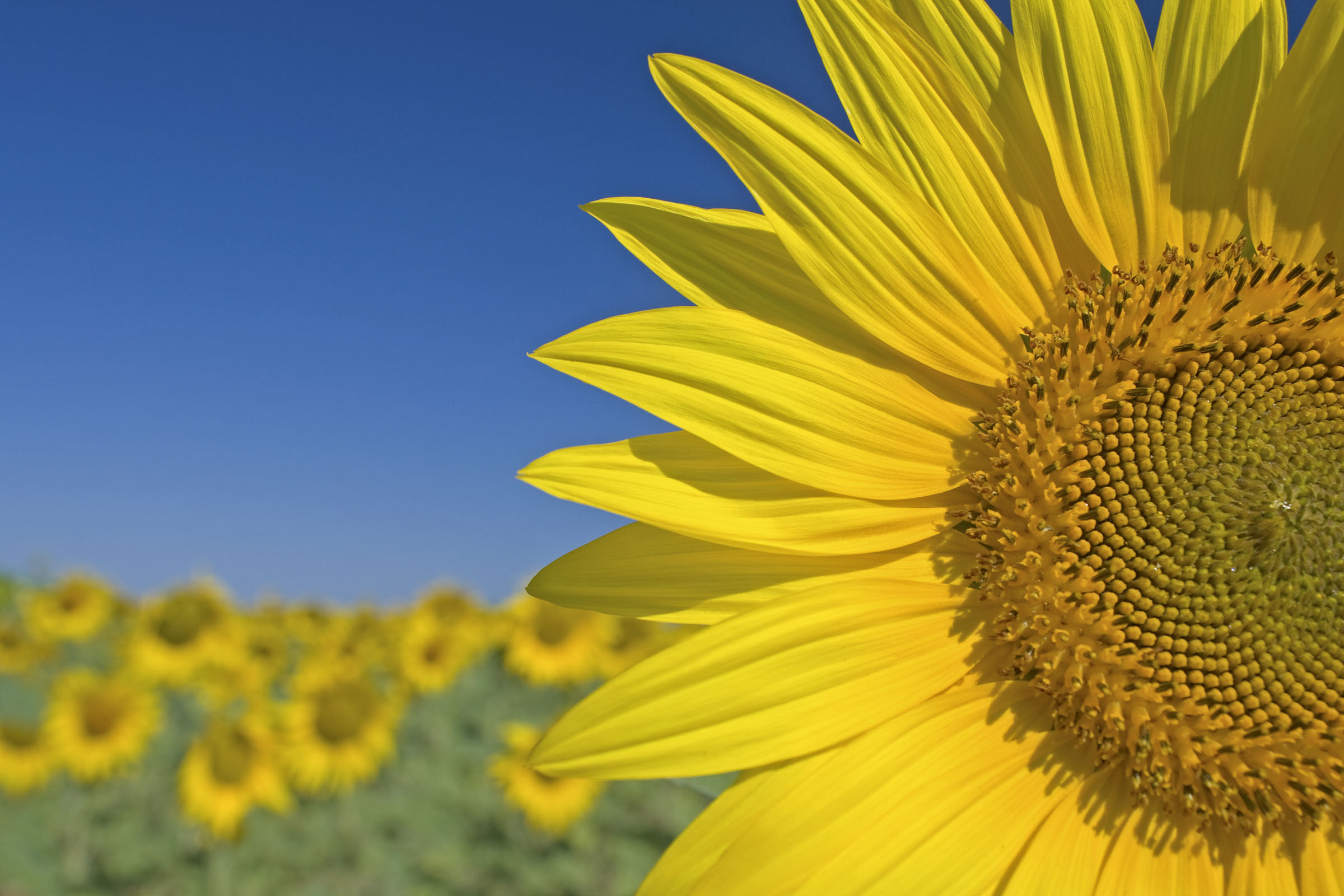 Oleon opens new factory in Ertvelde - Agro & Chemistry