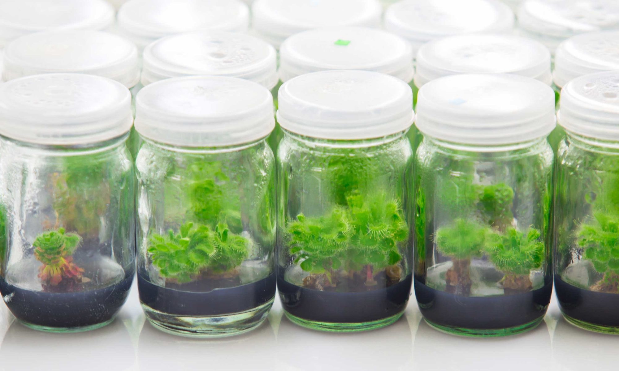 European scientists unite to safeguard innovative plant research - Agro ...