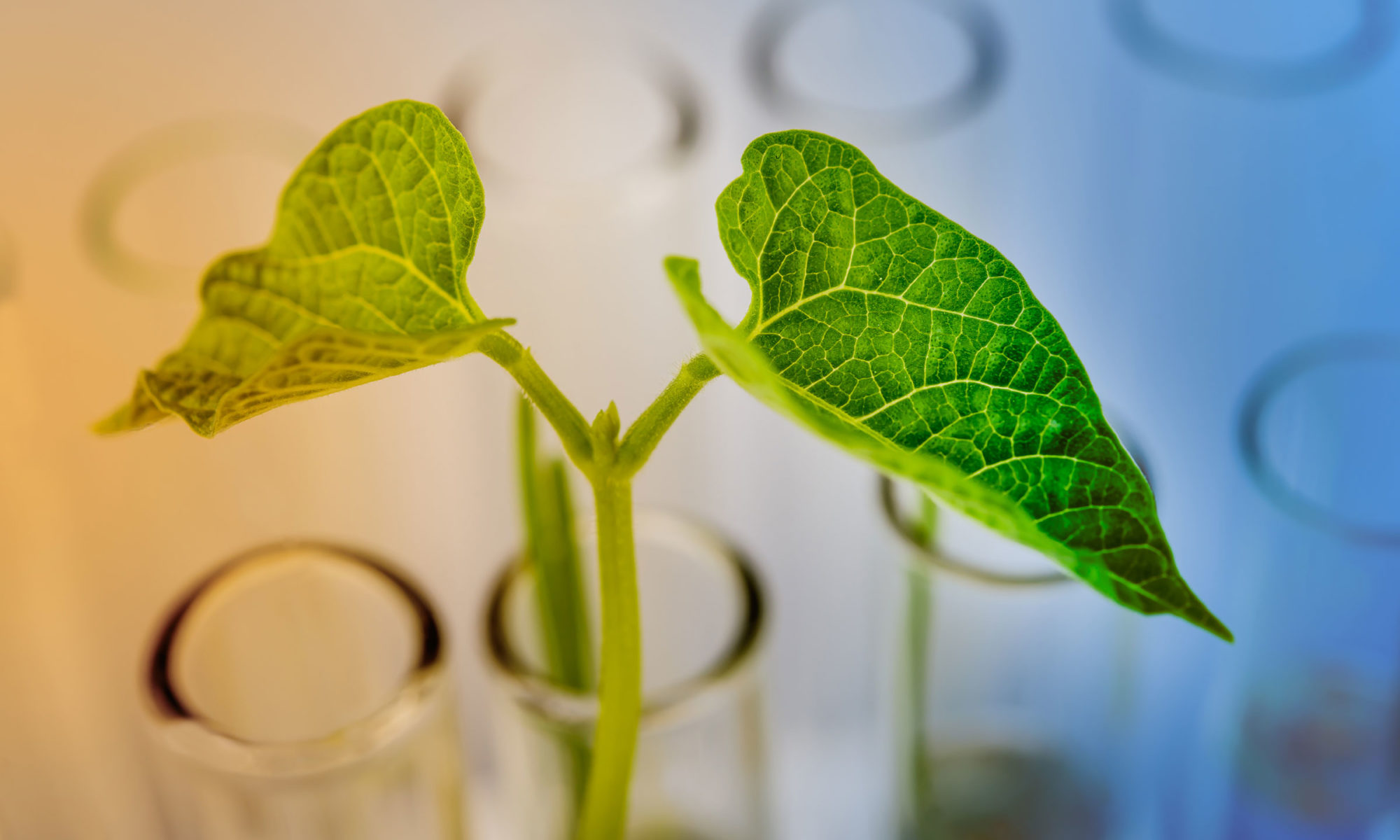 Knowledge drives the biobased chemical industry in the North - Agro ...