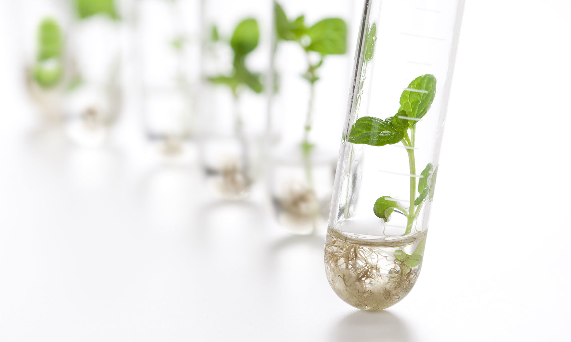 World-wide strong adoption of biotech crops, except in the EU - Agro ...