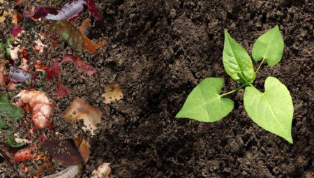 'Certified bioplastics compost excellently' - Agro & Chemistry