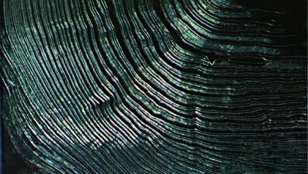 US researchers create carbon-negative cement from algae - Agro & Chemistry