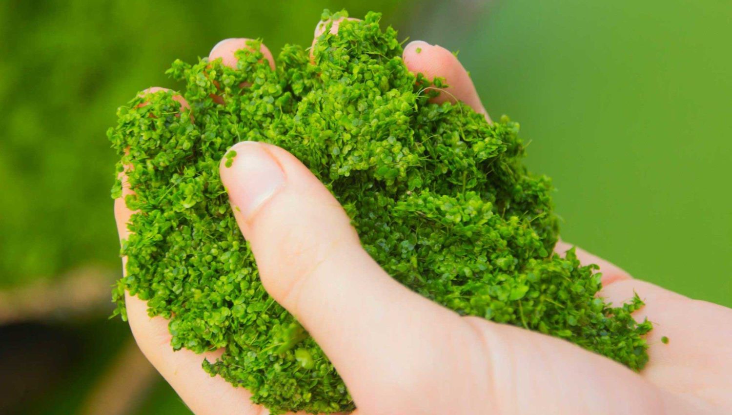 Duck Weed Archives - Agro & Chemistry