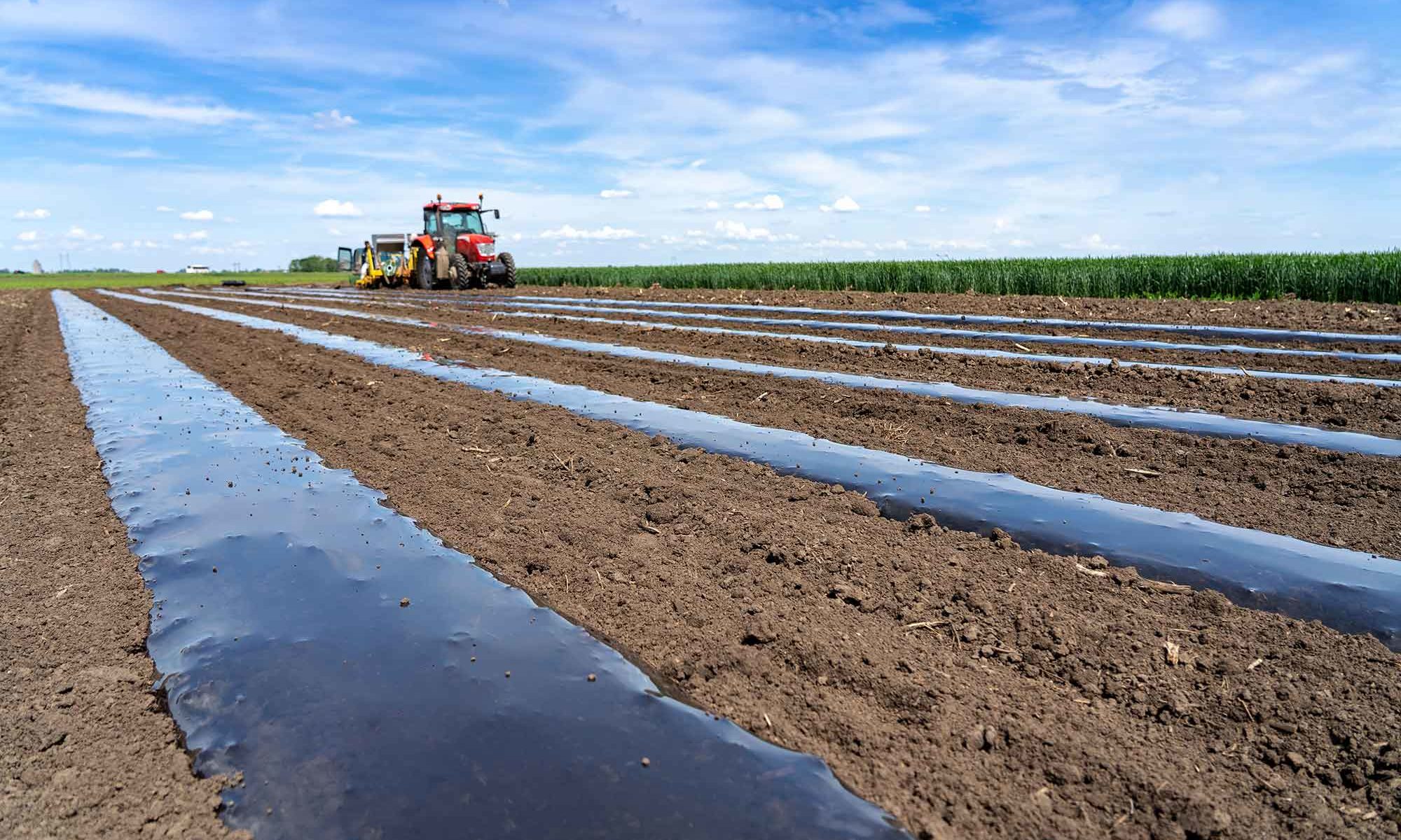 Biodegradable biobased mulch film more pollutant than expected - Agro & Chemistry