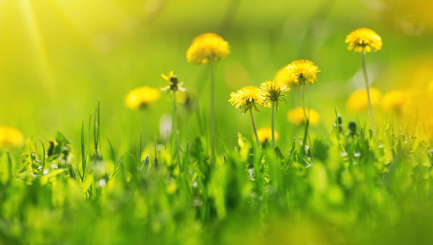 Agricultural Biotechnology Archives - Agro & Chemistry