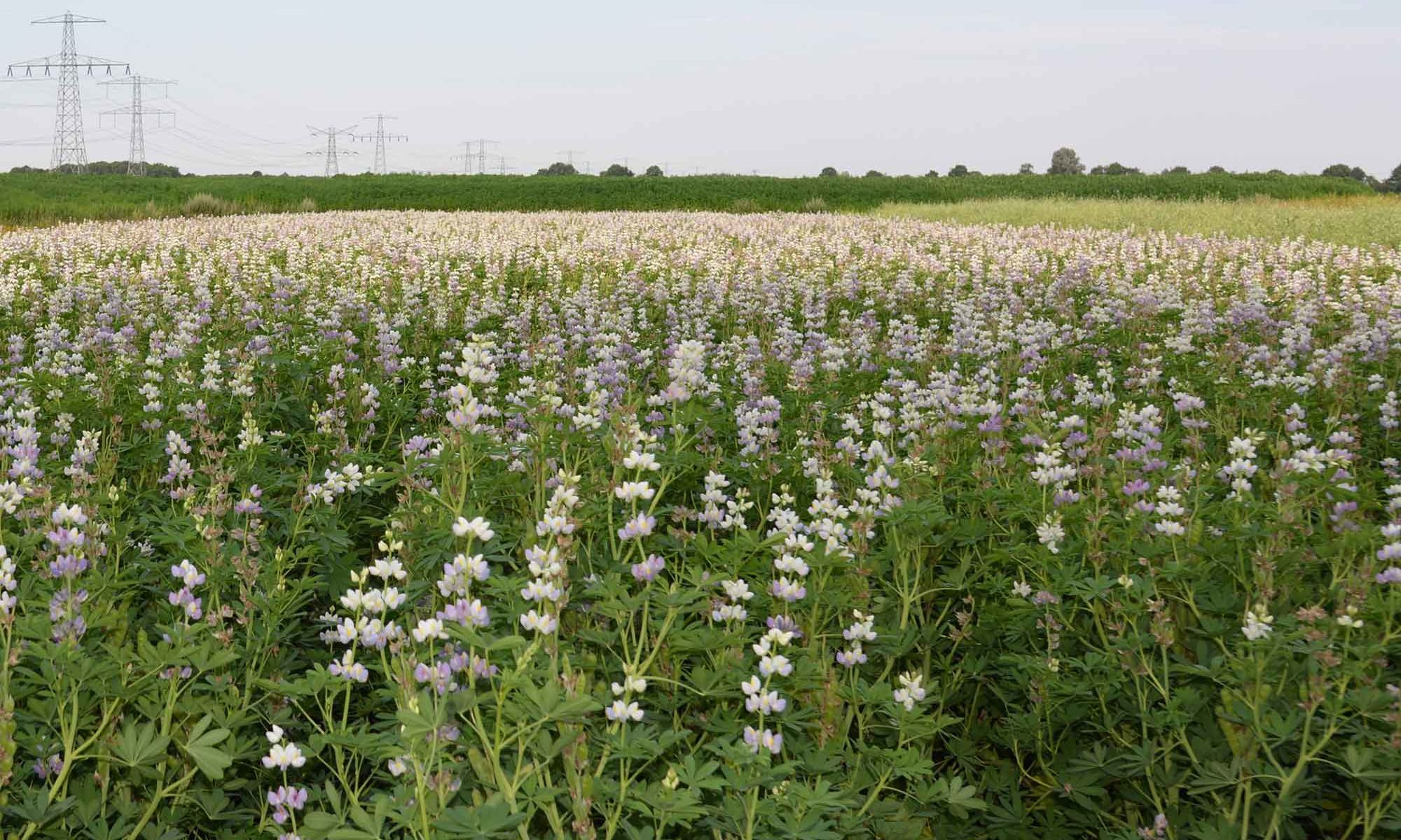 First European success with new Andean Lupin variety - Agro & Chemistry