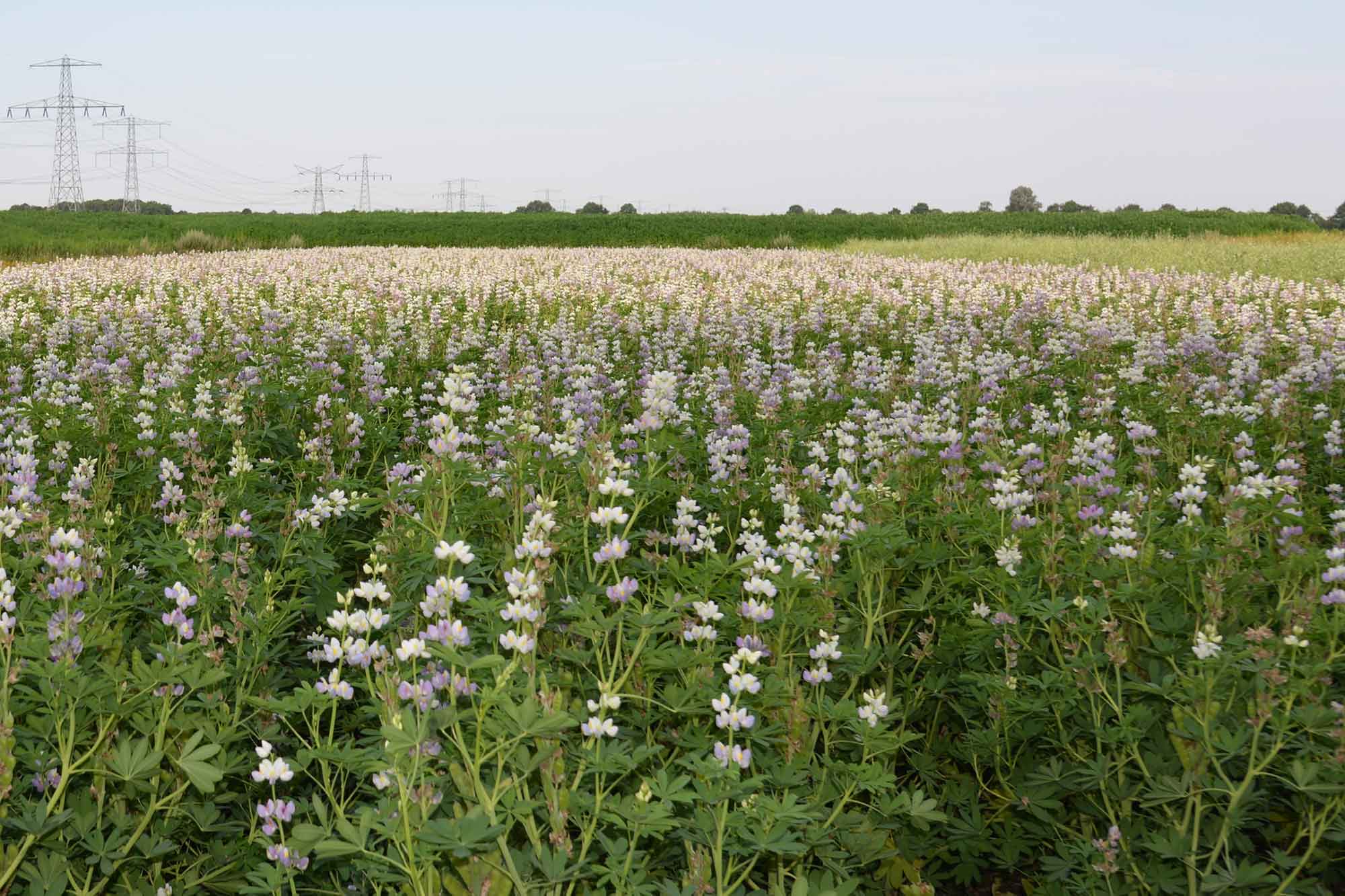 First European success with new Andean Lupin variety - Agro & Chemistry