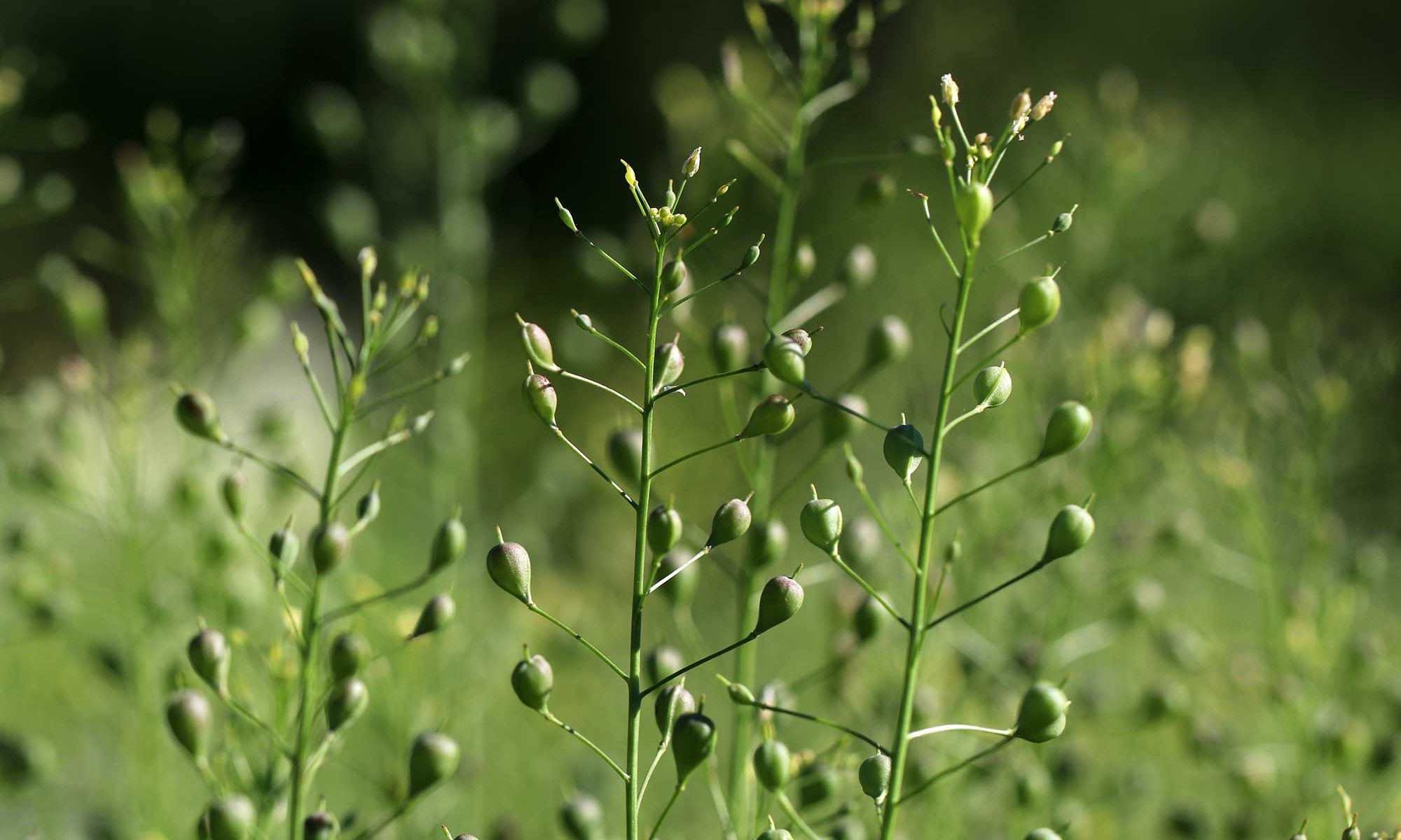 PHA producing Camelina Sativa promising in field test - Agro & Chemistry