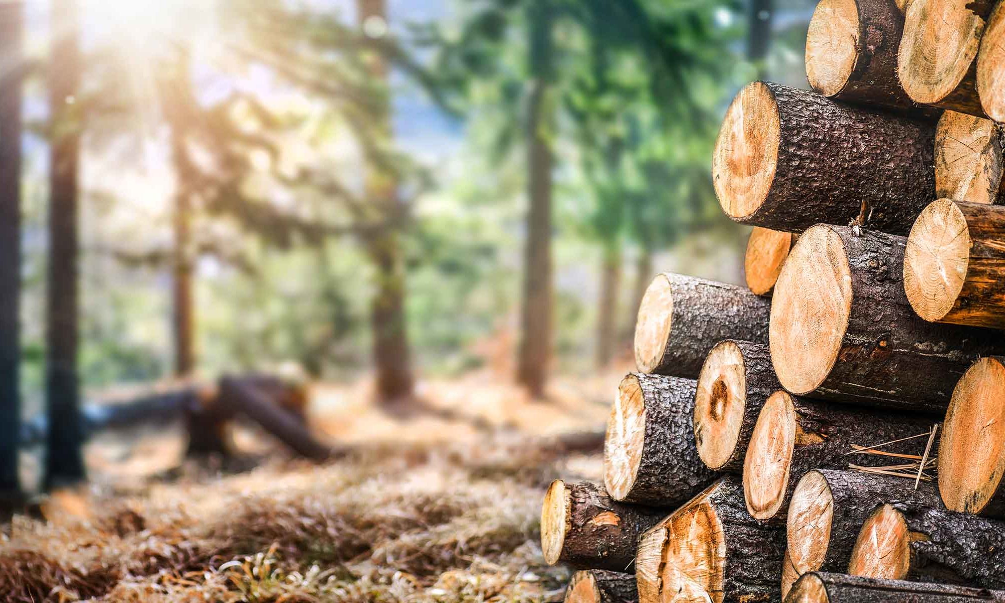 Research on innovative biobased products from forestry - Agro & Chemistry