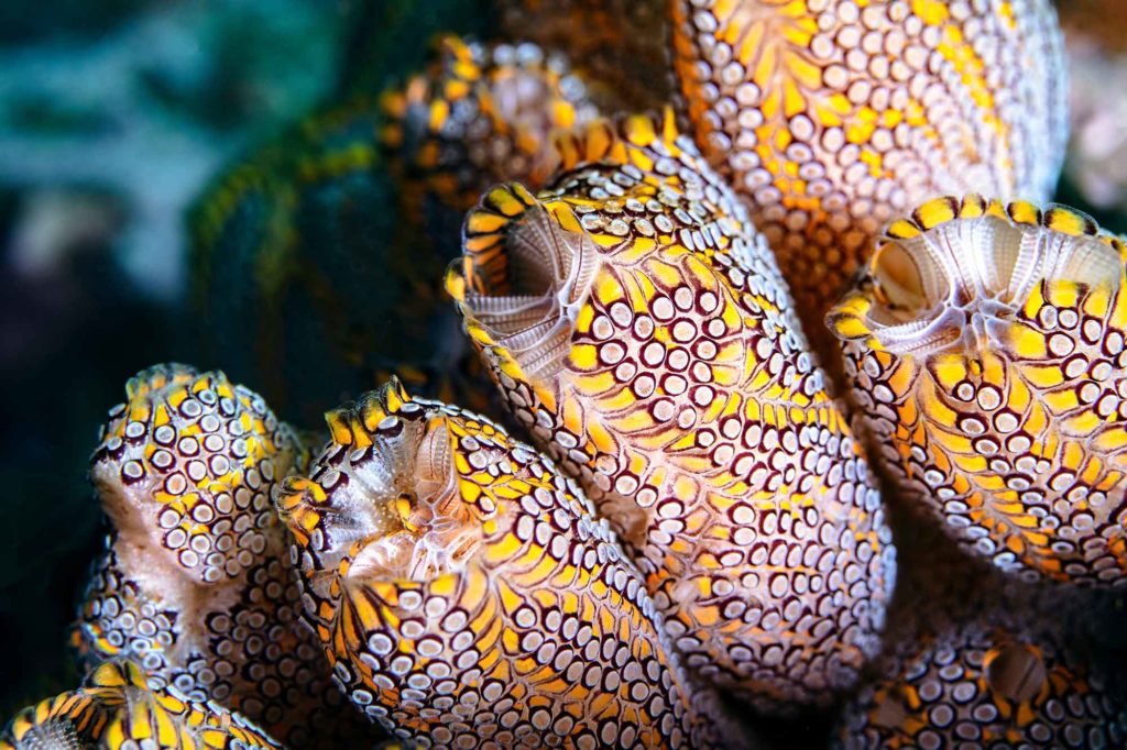 Ascidia-Craig-Lambert-Photography-shutterstock_1730716915 - Agro ...