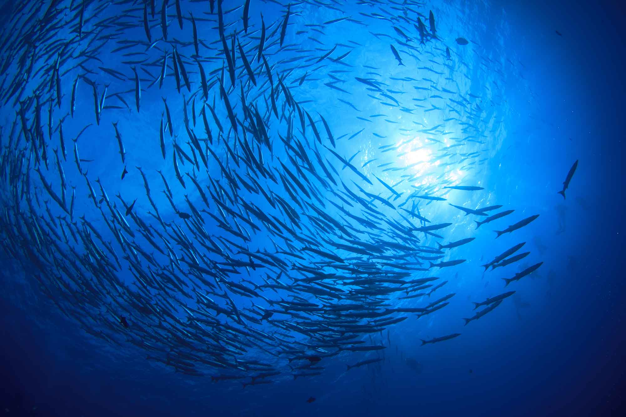 The undiscovered potential of the ocean - Agro & Chemistry
