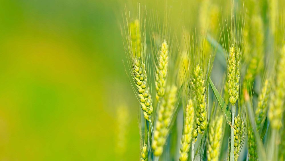 Agricultural Biotechnology Archives - Agro & Chemistry