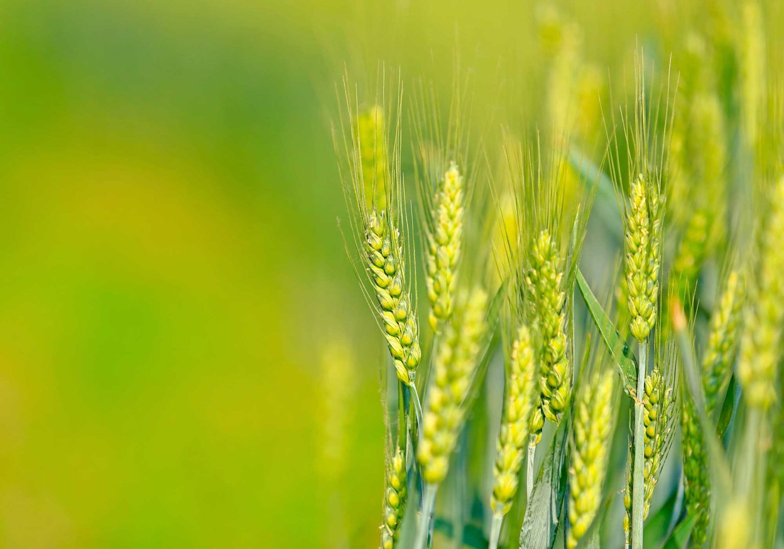 groene-Tarwe - Agro & Chemistry