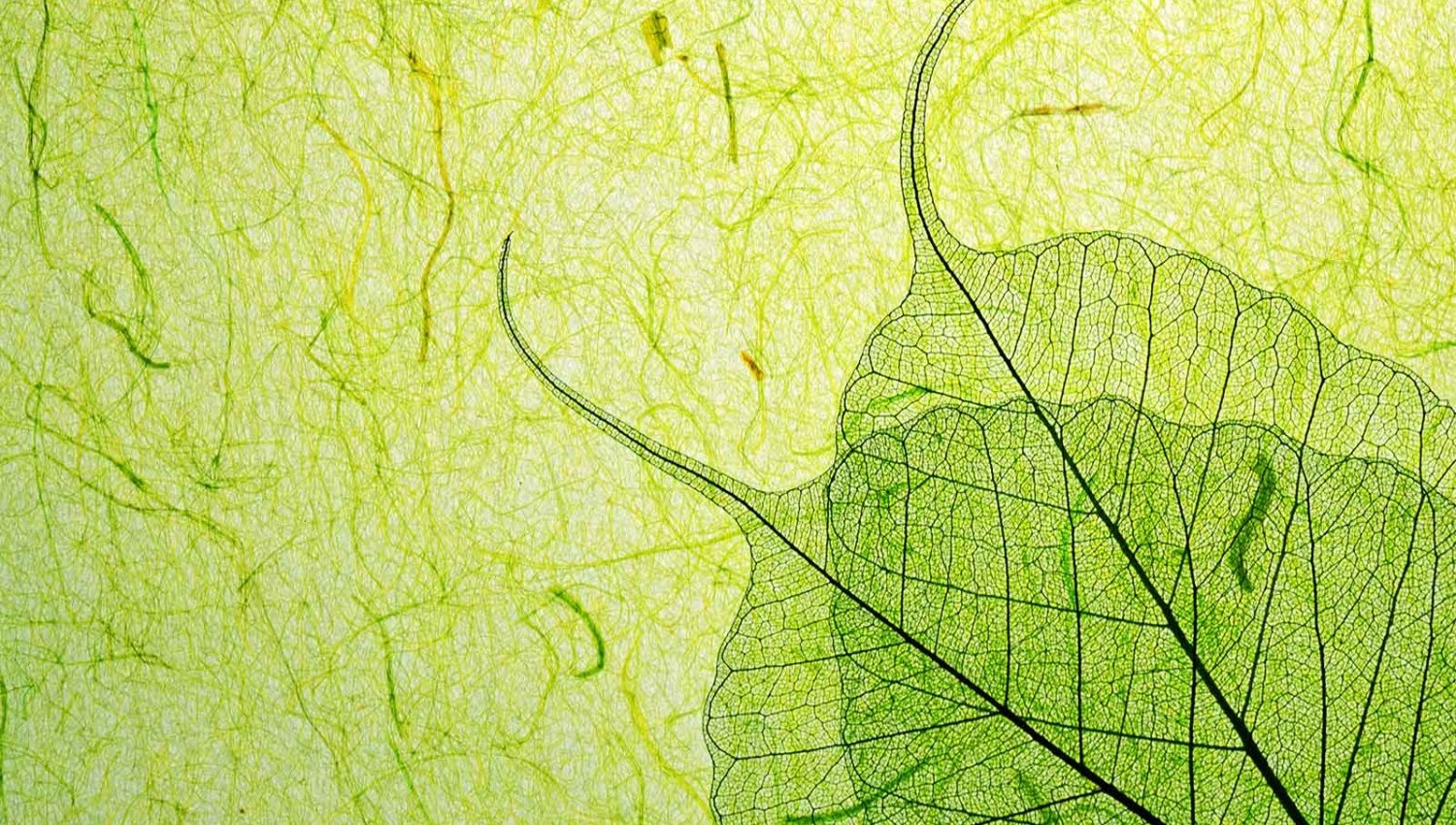 Natural Fibers Archives - Agro & Chemistry