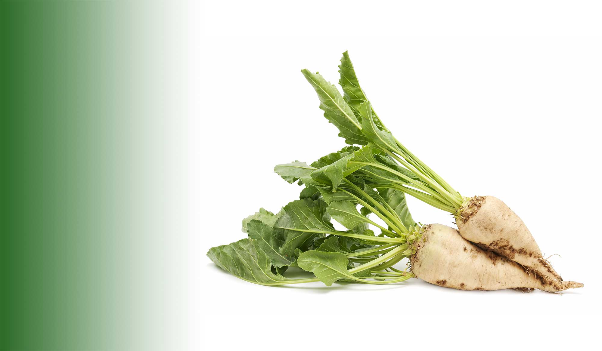 A new value chain for sucrose from sugar beet biomass - Agro & Chemistry