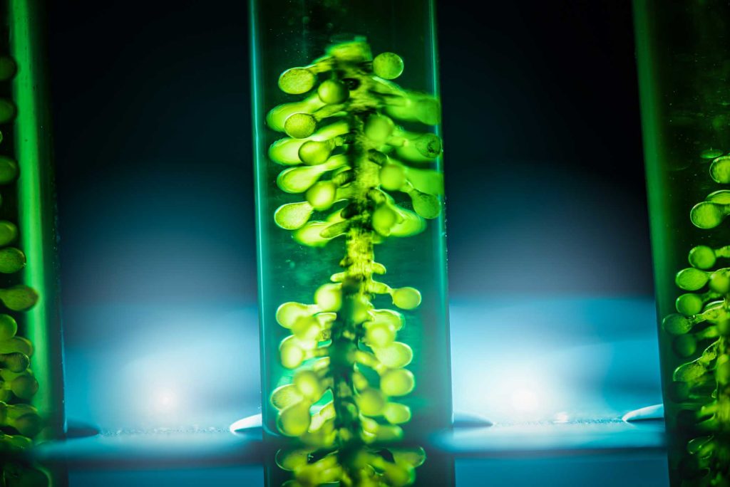 Biobased-chemistry-algae - Agro & Chemistry