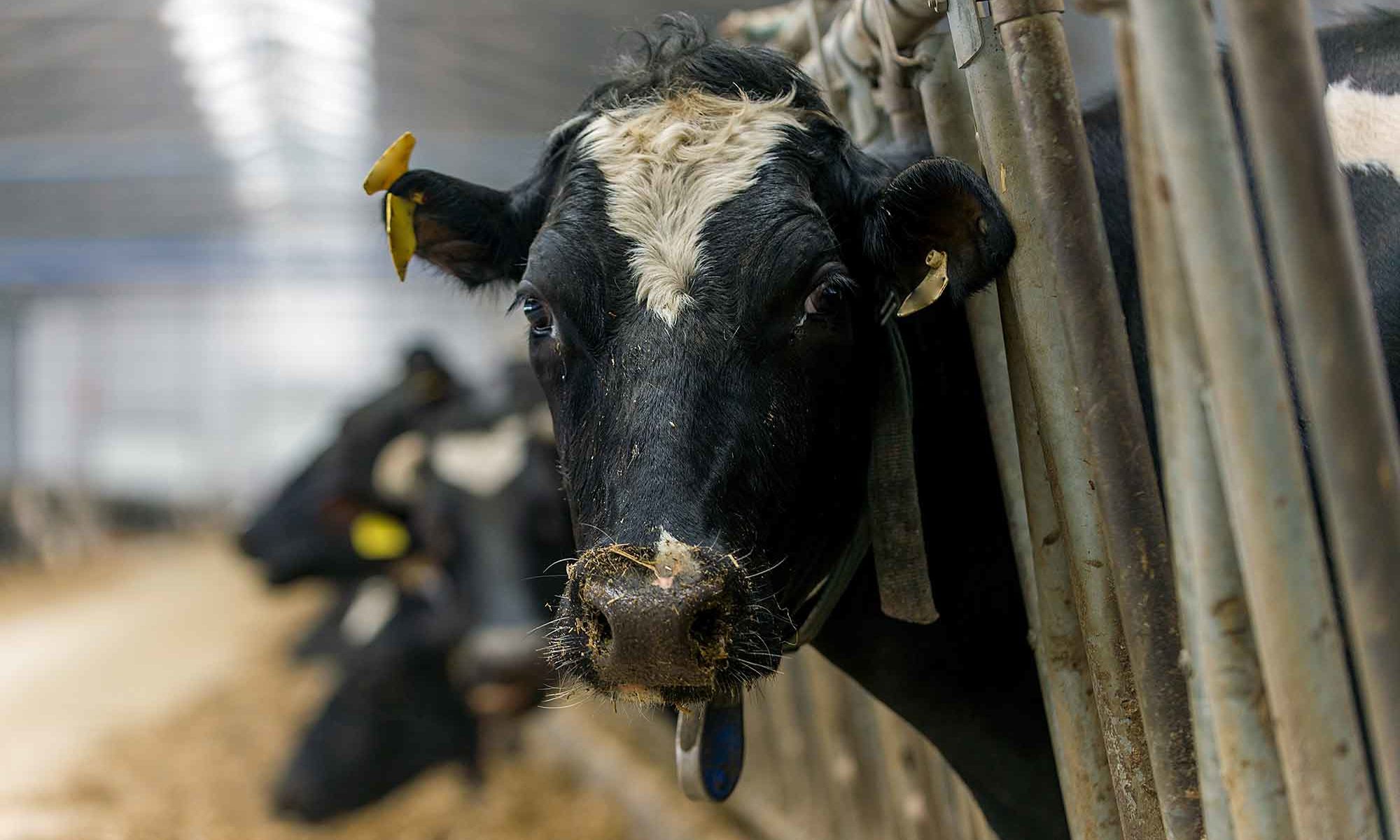 Positive EFSA opinion on methane reducing feed additive Bovaer - Agro ...