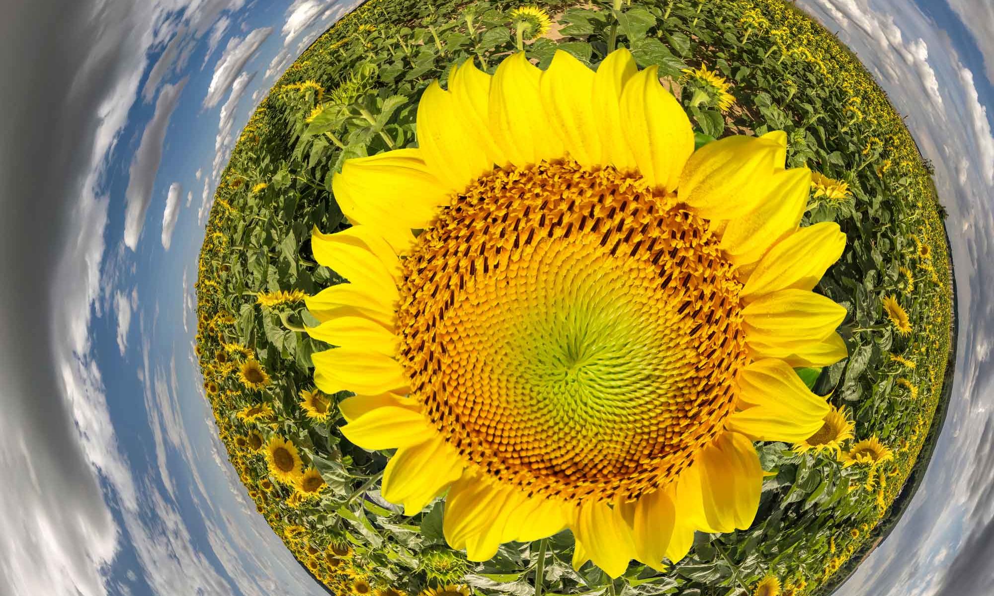 Circular Bio-based Europe now launched - Agro & Chemistry