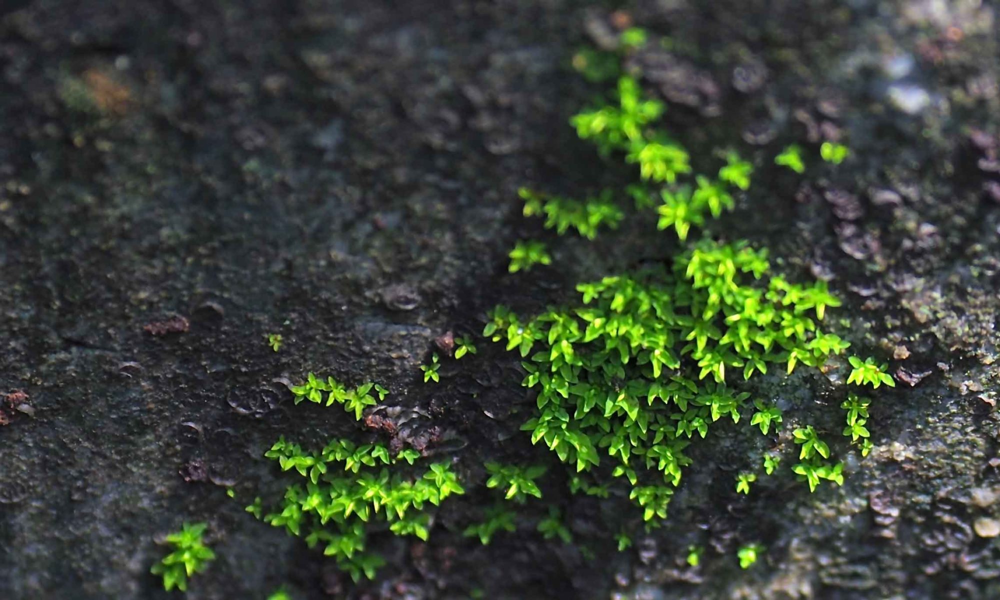 Bio-receptive concrete makes facades greener - Agro & Chemistry