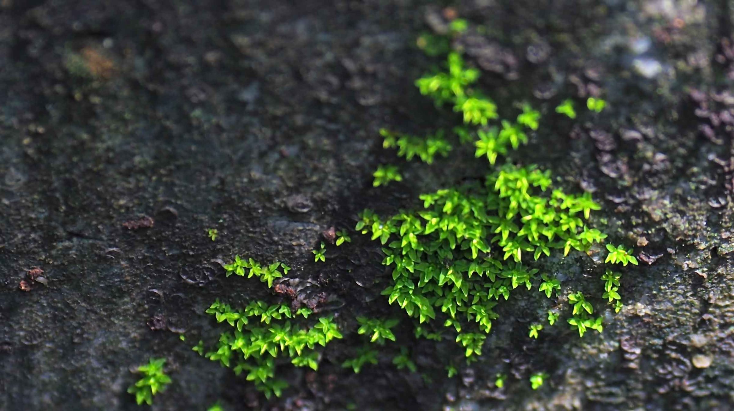 Bio-receptive concrete makes facades greener - Agro & Chemistry