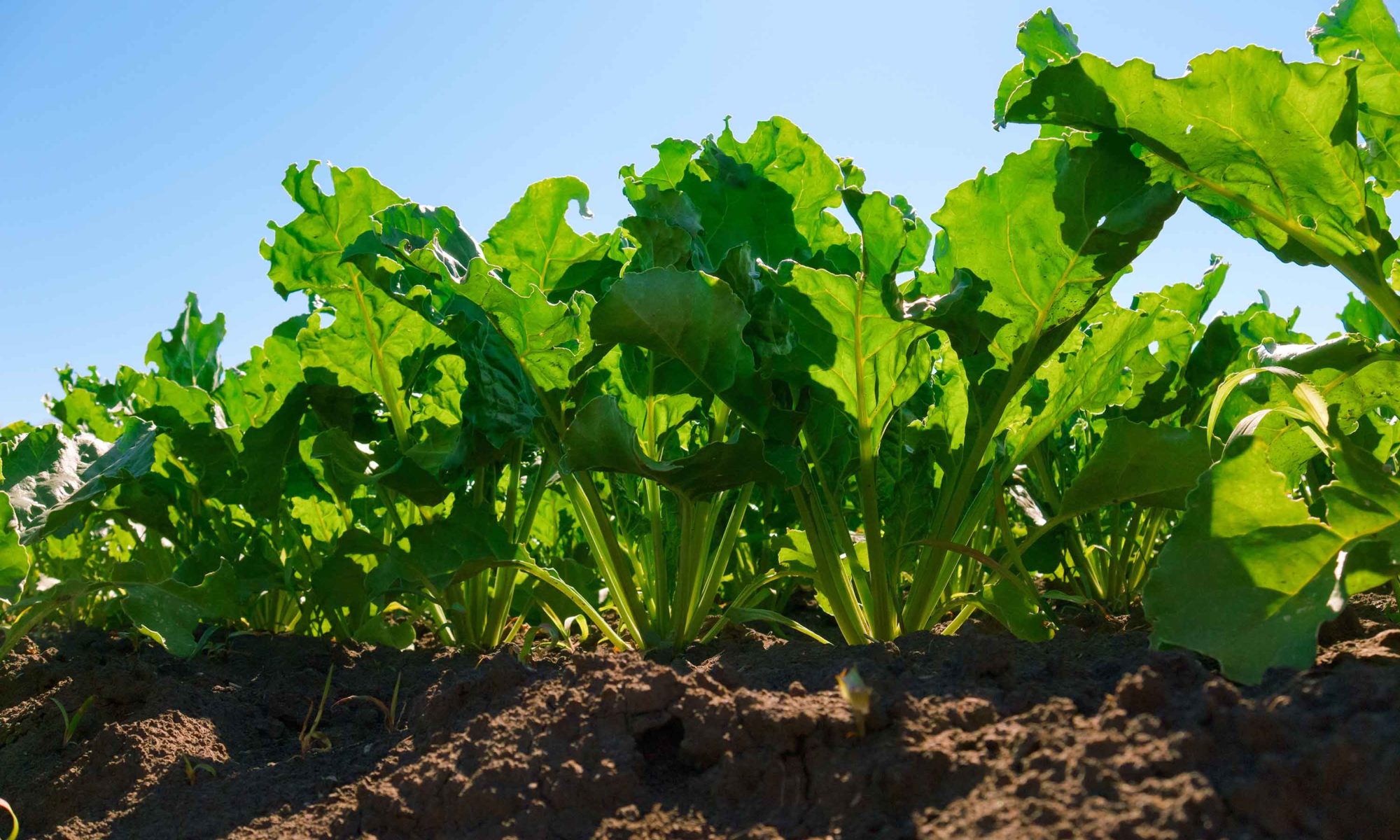 Subsidy of € 3 million for new Cosun Beet Company factory in Delfzijl ...