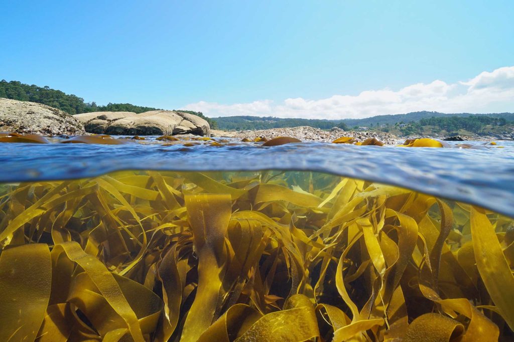 Zeewier-onder-water-Damsea-Shutterstock - Agro & Chemistry