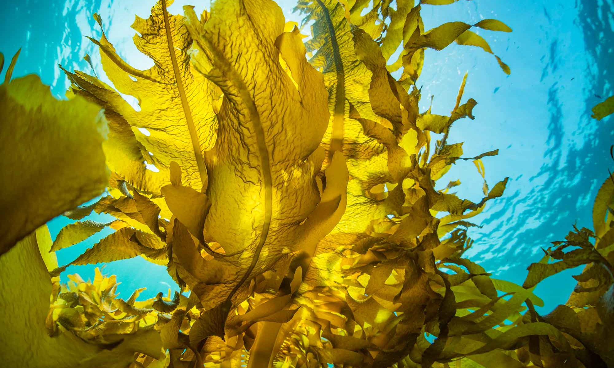 Increasing industry interest in aquatic biomass - Agro & Chemistry