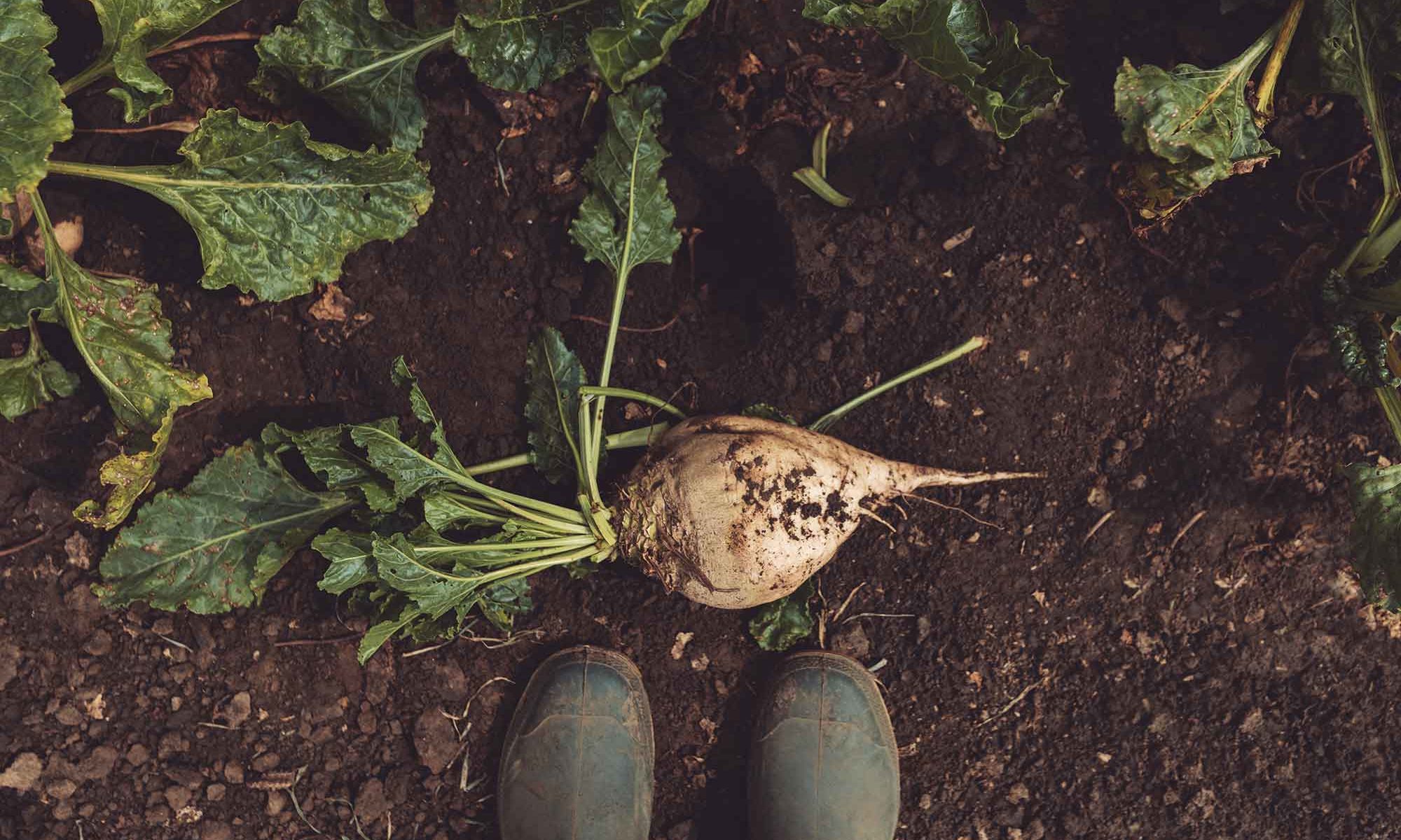 Biosynthia raises €11.5 mio. for bio-based vitamins - Agro & Chemistry