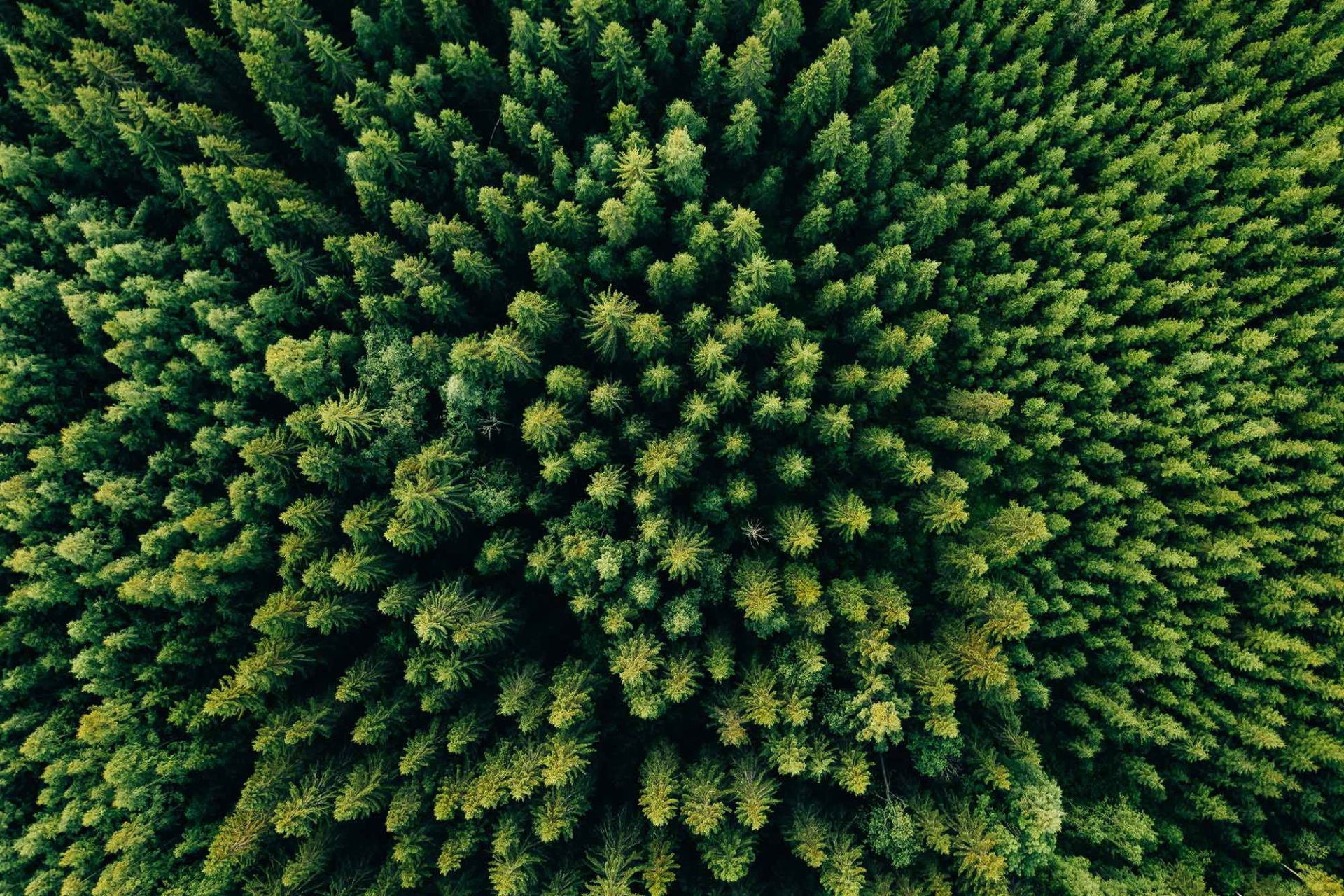 Planting trees for housing can save the world - Agro & Chemistry