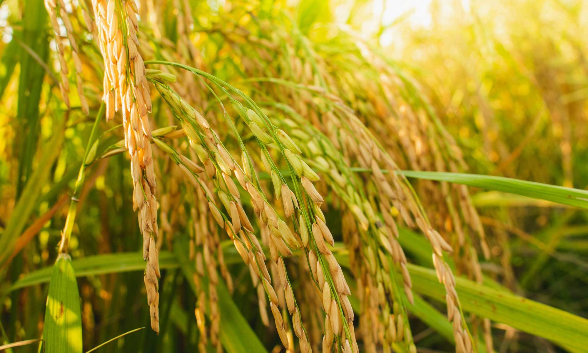 Rice yield increases 40% by copying own gene - Agro & Chemistry