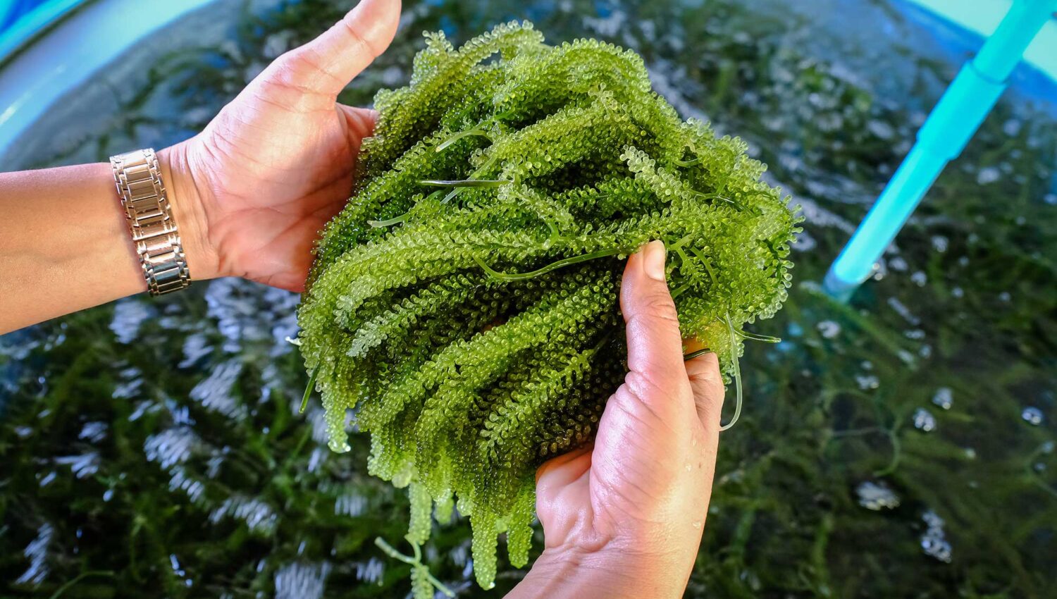 Aquatic biomass Archives - Agro & Chemistry