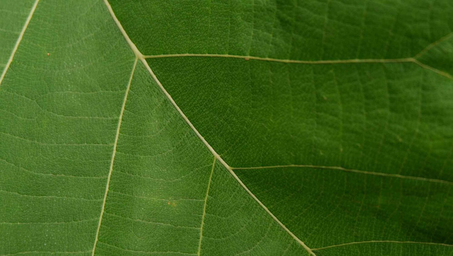 Blad-closeup - Agro & Chemistry