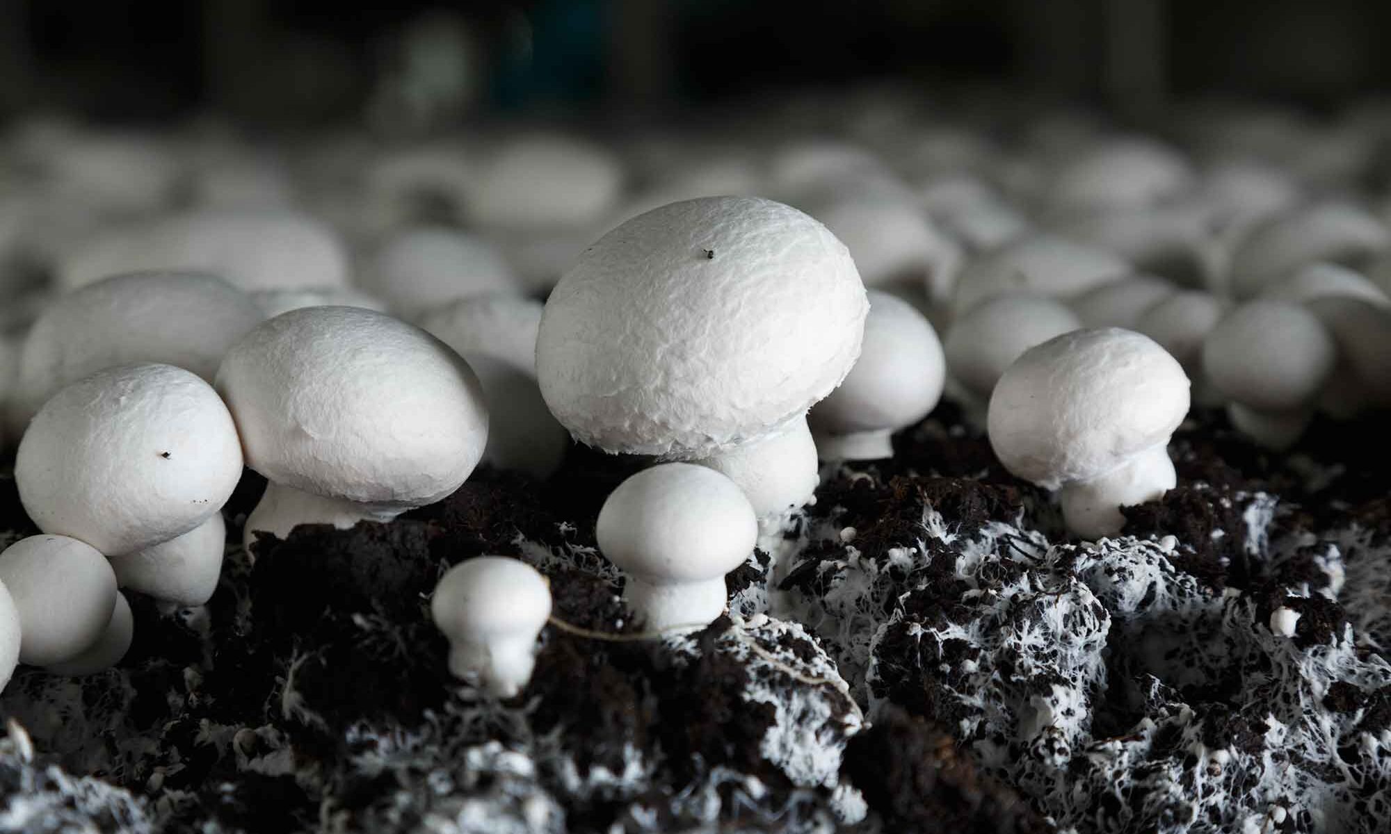 Chitosan from waste streams opportunity for mushroom growers - Agro ...