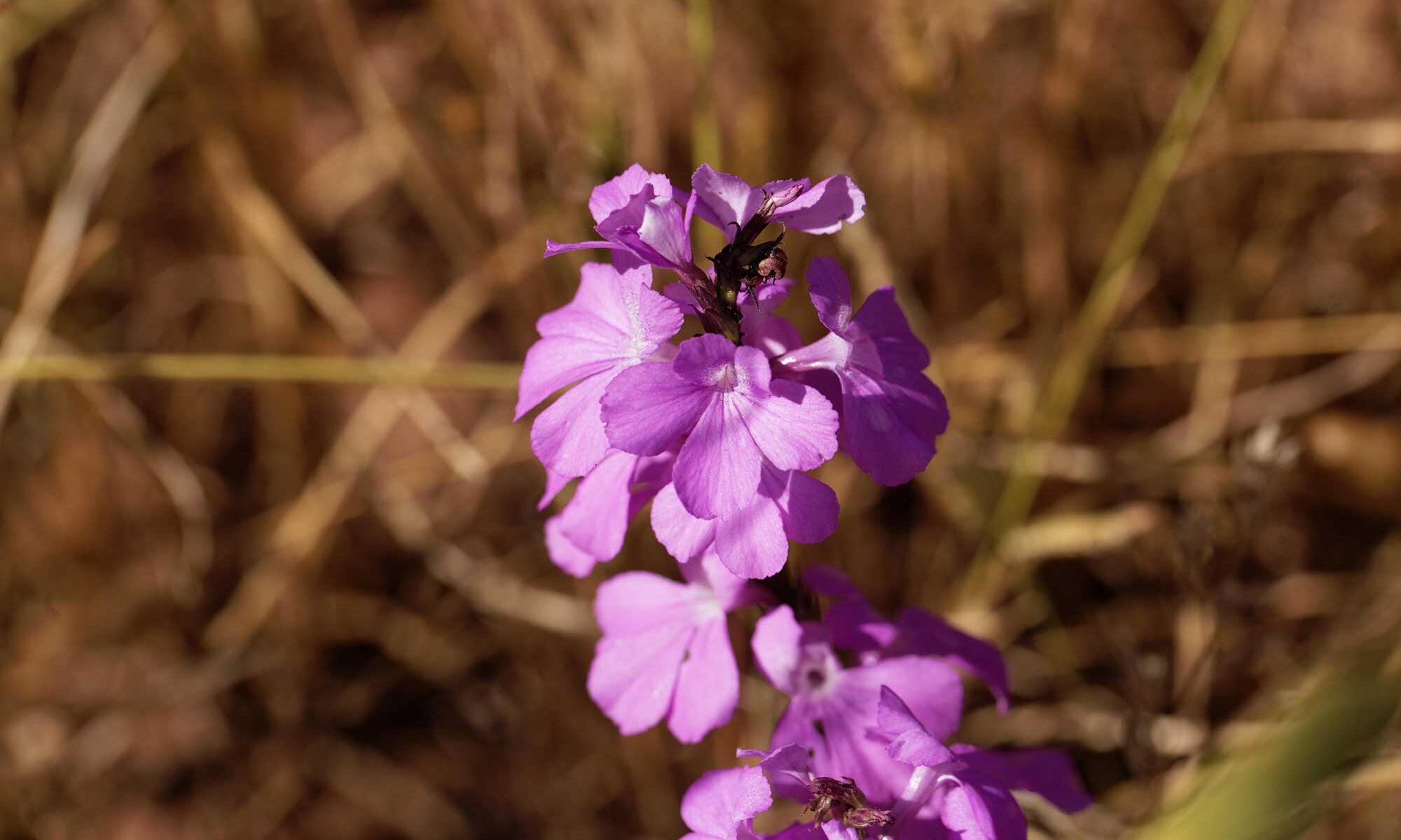 Striga Smart Sorghum for Africa Project launched - Agro & Chemistry