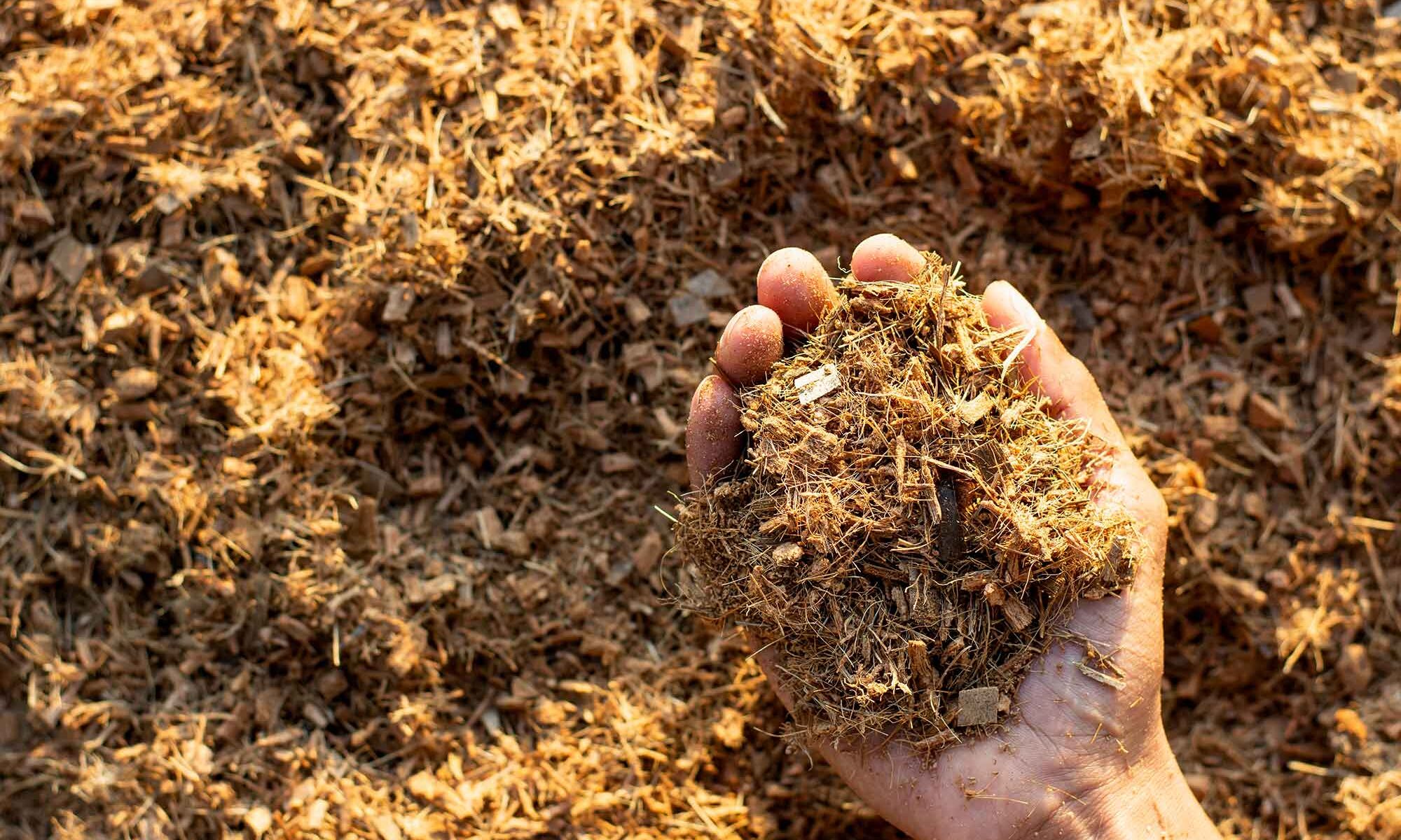 Glueless biobased building boards from pruning waste - Agro & Chemistry