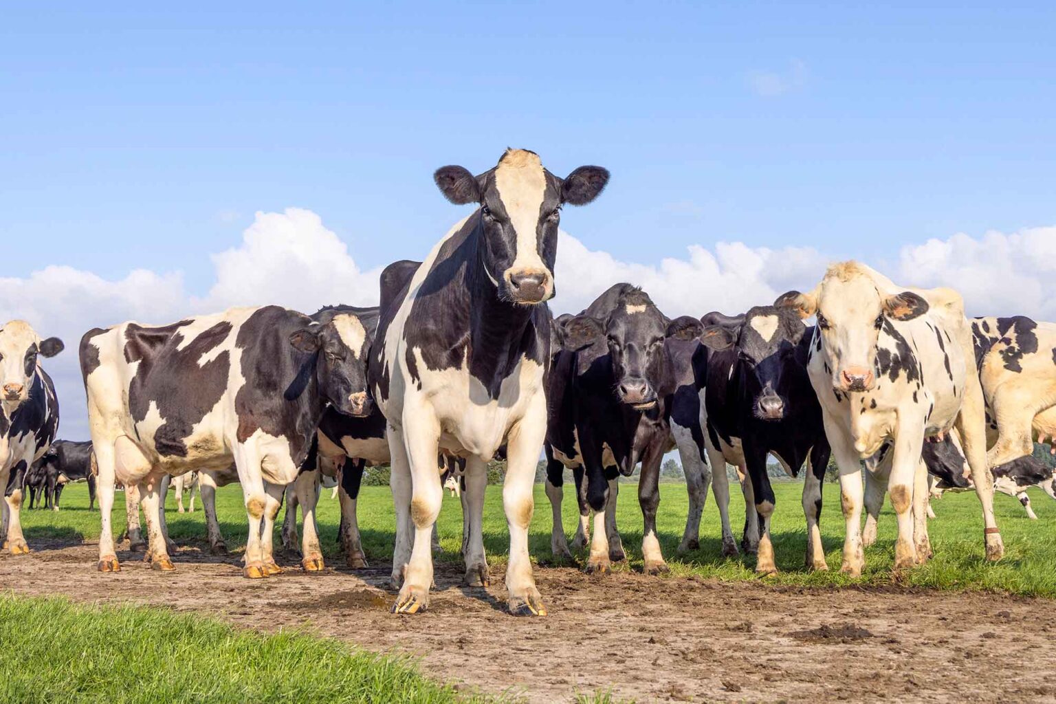 Koeien - Agro & Chemistry