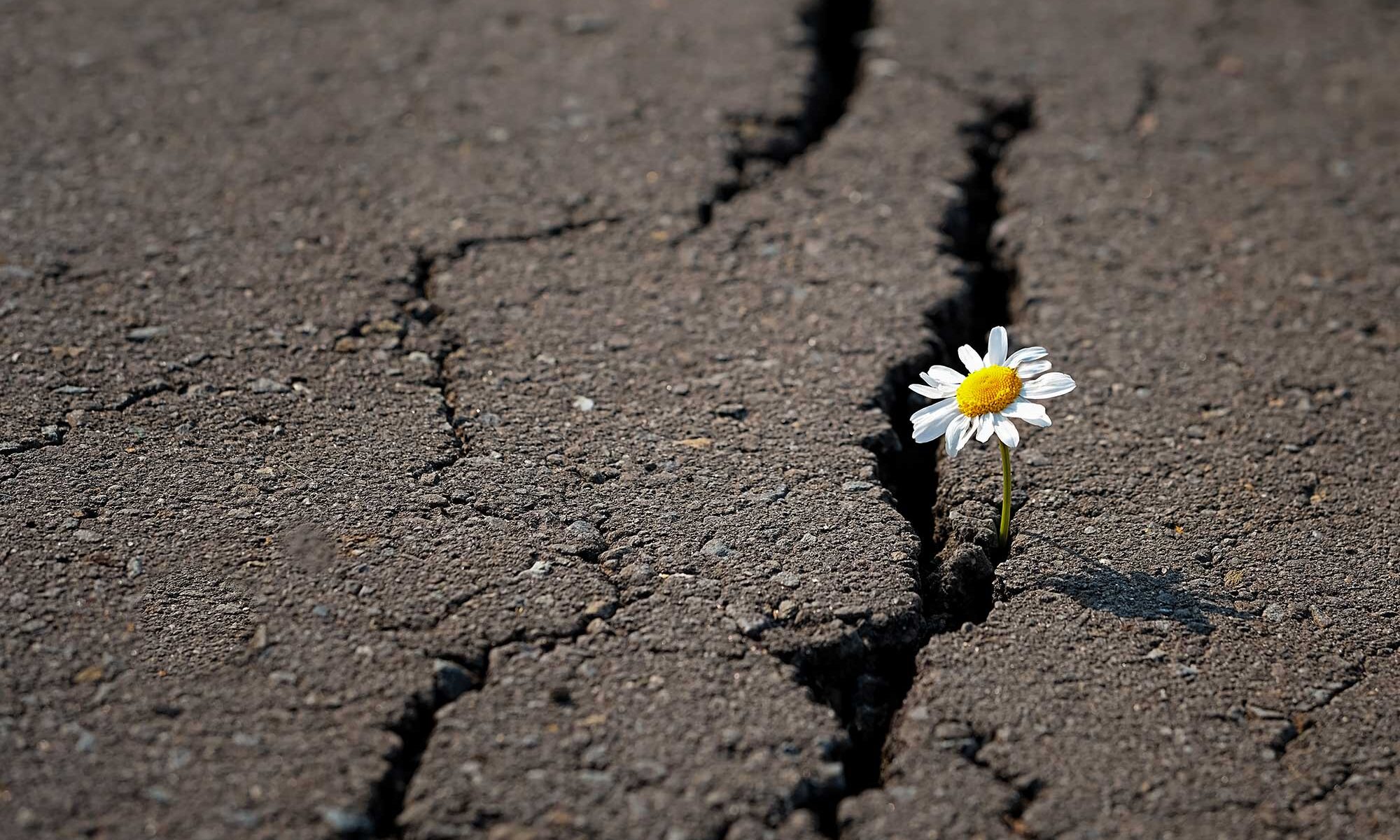 Fewer roadworks thanks to self-healing asphalt with biomass - Agro ...